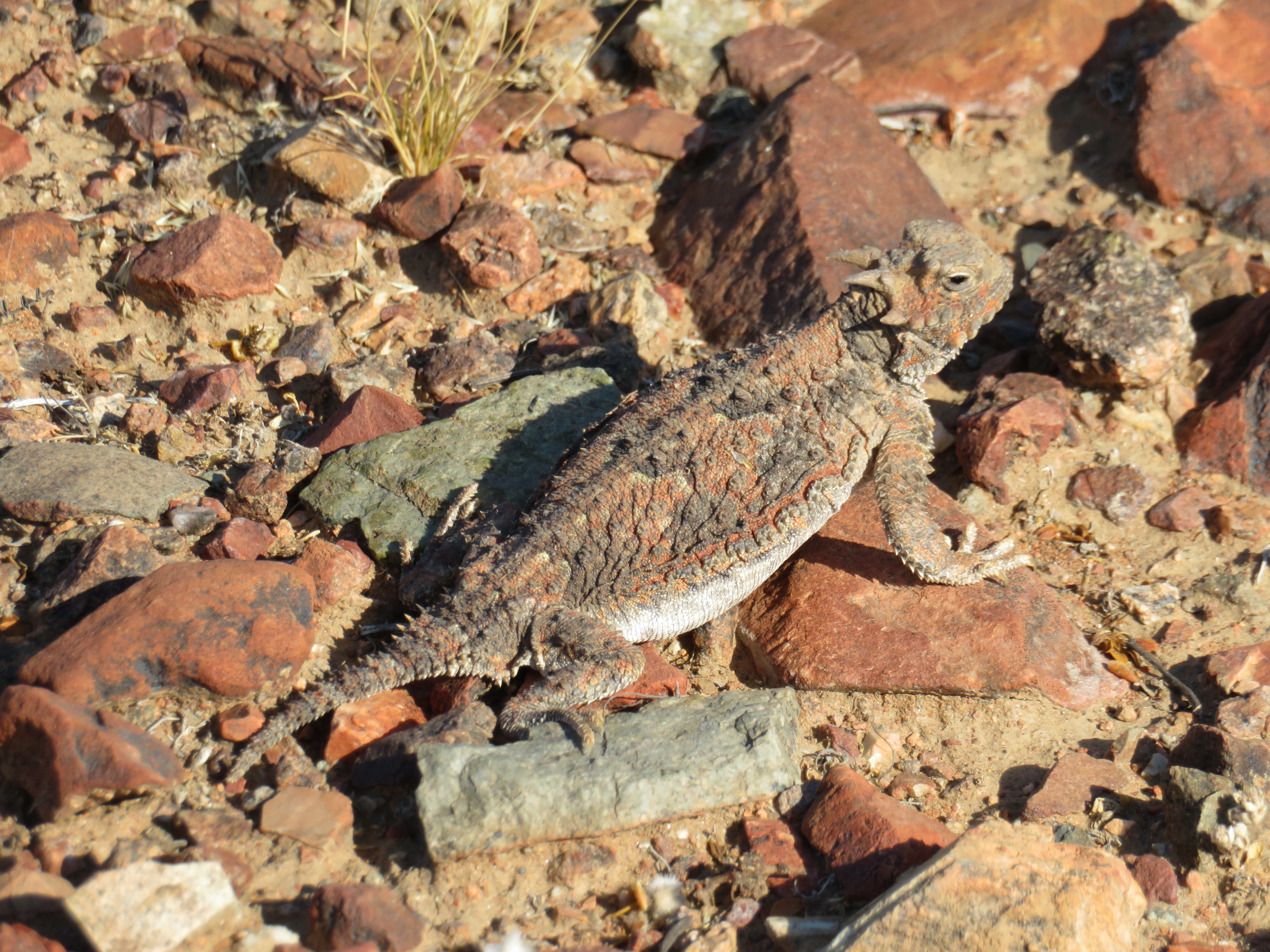 Vulcan Materials Company – Western | Protecting Our Endangered Species