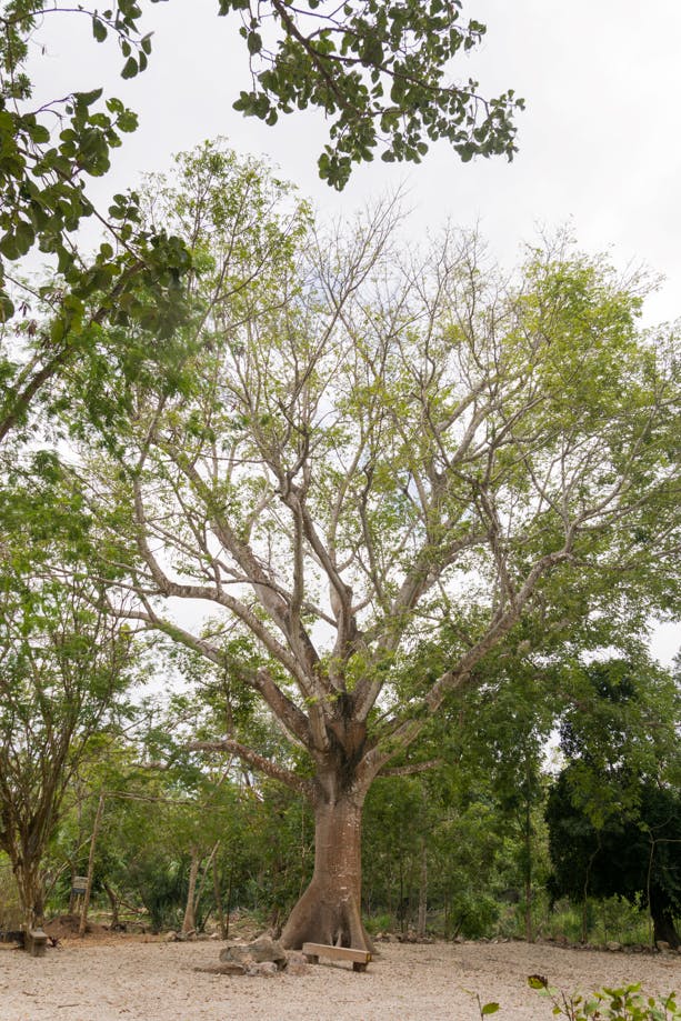 Vulcan Materials Company – ESG | SAC-TUN Tree Nursery provides trees ...